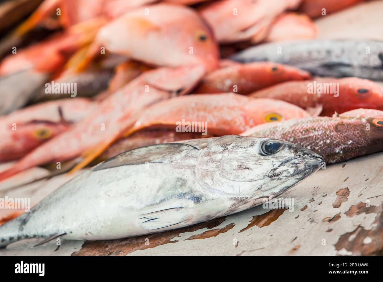 Man selling Fish At Fish Market , Cruise ship & Blue Caribbean Sea ...