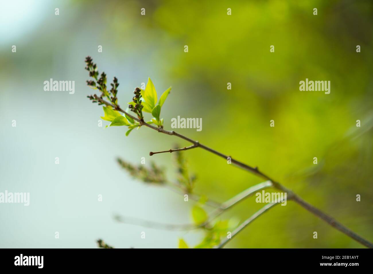 Brunch in the park hi-res stock photography and images - Alamy