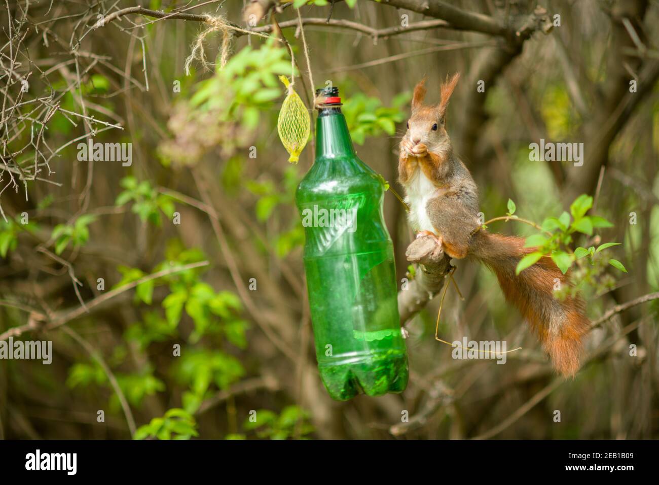 Feeder spring hi-res stock photography and images - Alamy