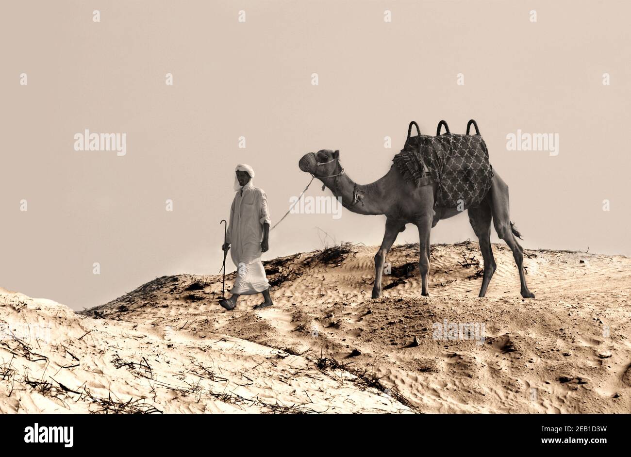 Camel owner in dubai hi-res stock photography and images - Alamy