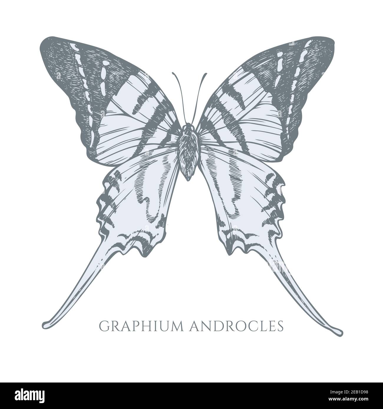 Vector set of hand drawn pastel giant swordtail Stock Vector Image ...