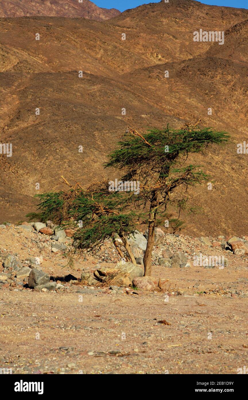Trees of the sinai desert hi-res stock photography and images - Alamy