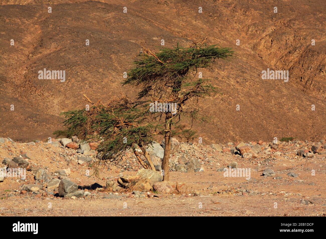 Giraff tree hi-res stock photography and images - Alamy