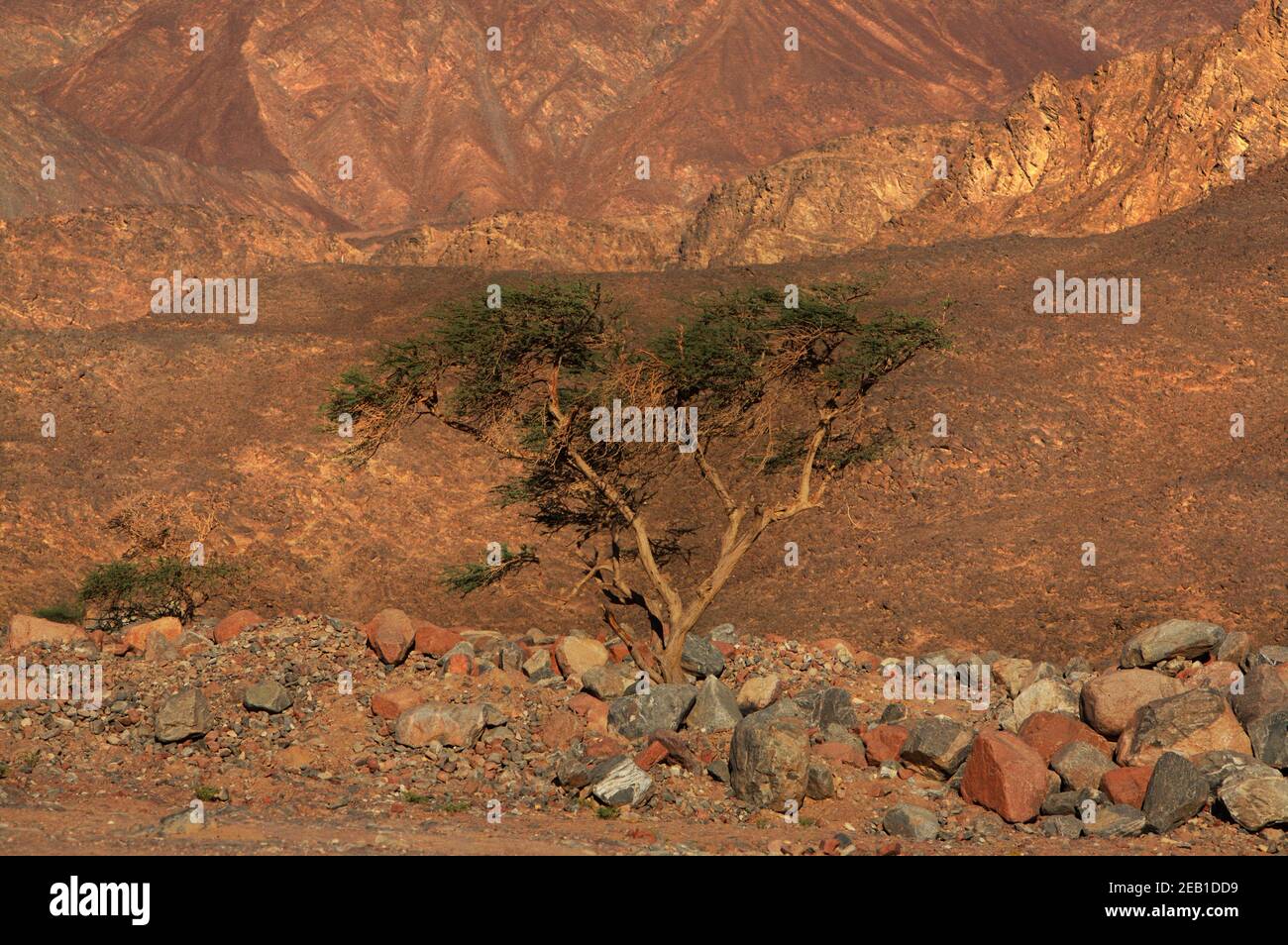 Trees of the sinai desert hi-res stock photography and images - Alamy