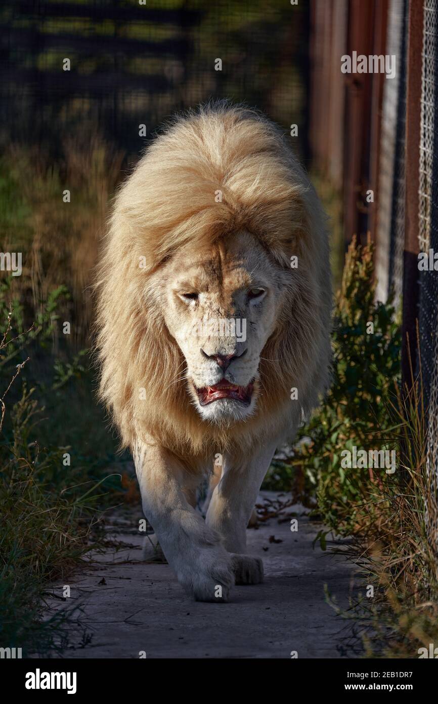 Battle scars wildlife hi-res stock photography and images - Alamy