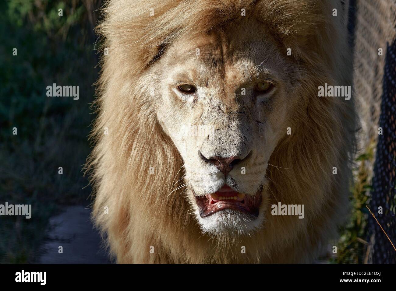 Beautiful lion caesar hi-res stock photography and images - Alamy