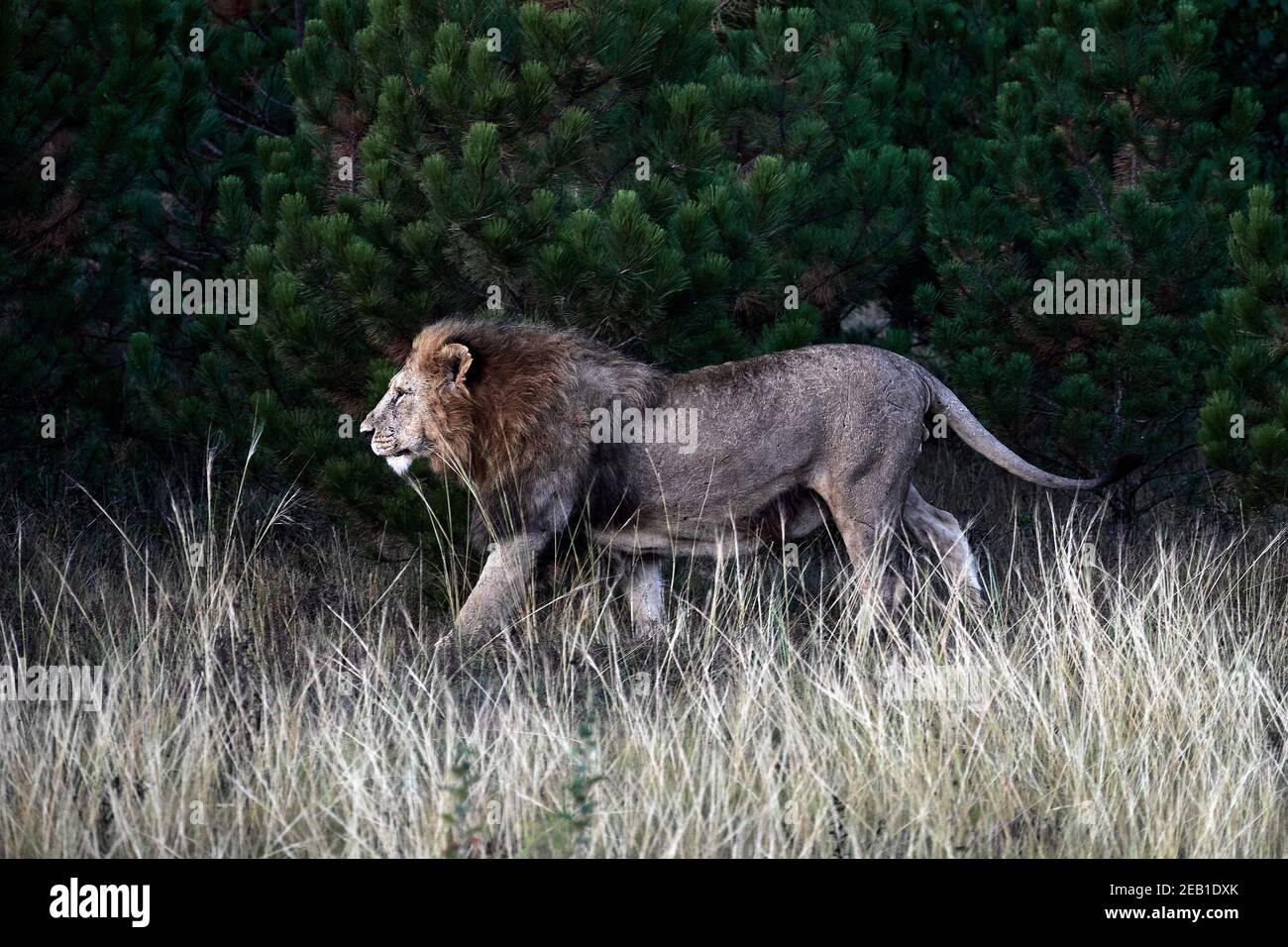 Beautiful Lion Caesar in the savanna. scorched grass. male with battle ...