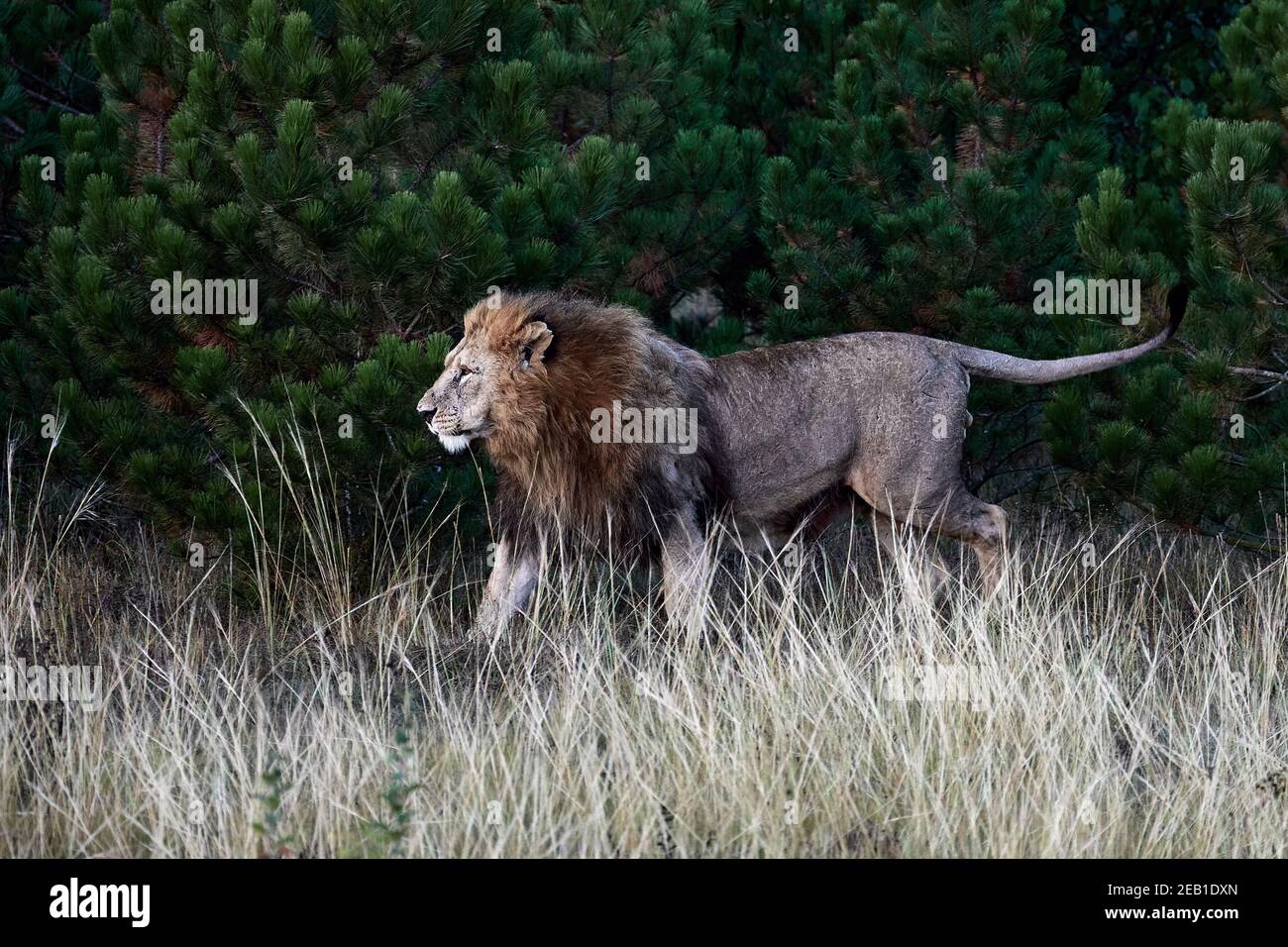 Battle scars wildlife hi-res stock photography and images - Alamy