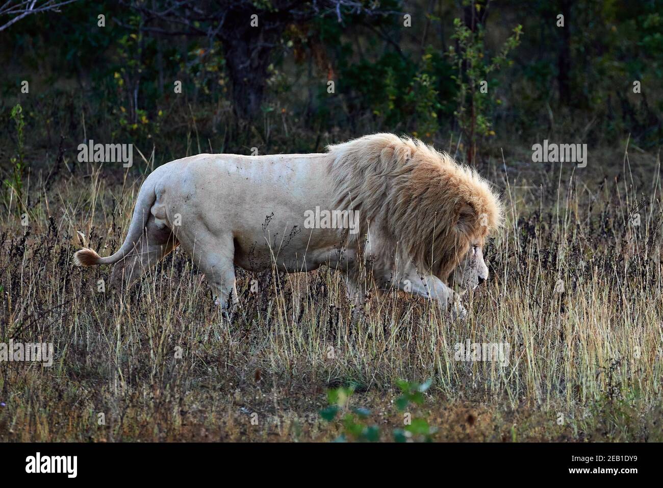 Beautiful Lion Caesar in the savanna. scorched grass. male with battle ...
