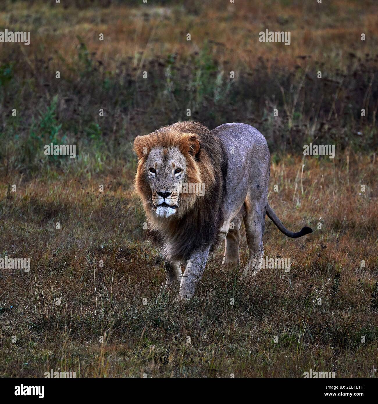 Beautiful Lion Caesar in the savanna. scorched grass. male with battle ...