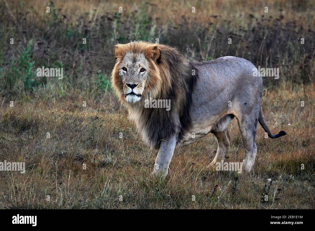 Beautiful Lion Caesar in the savanna. scorched grass. male with battle ...