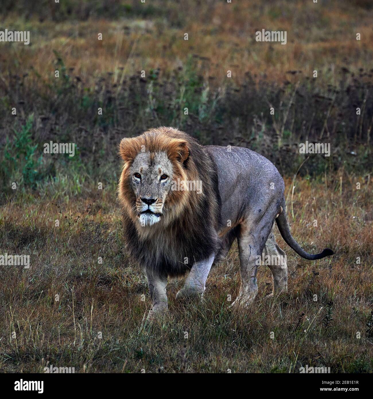 Beautiful Lion Caesar in the savanna. scorched grass. male with battle ...