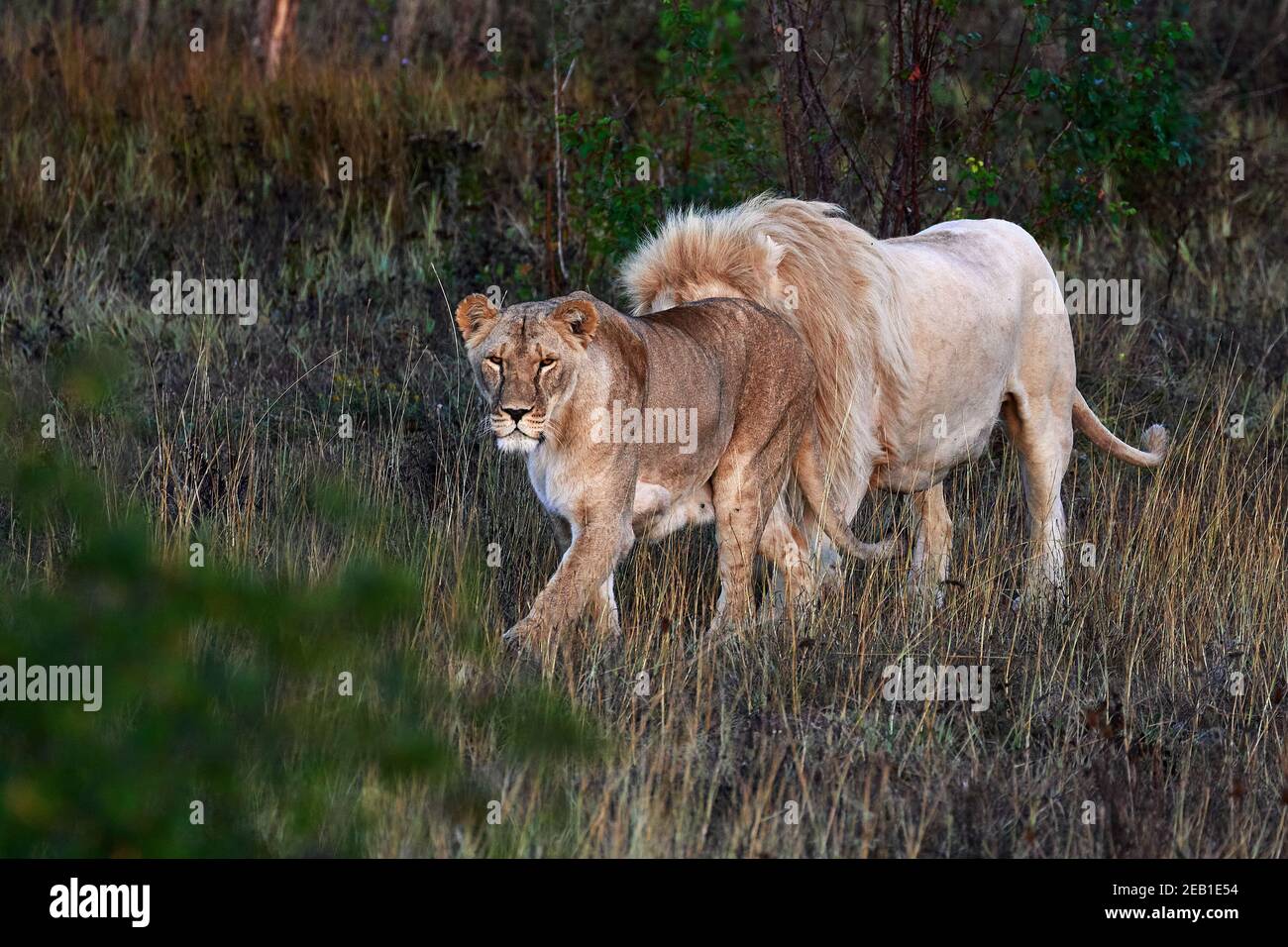 Beautiful lion caesar hi-res stock photography and images - Alamy
