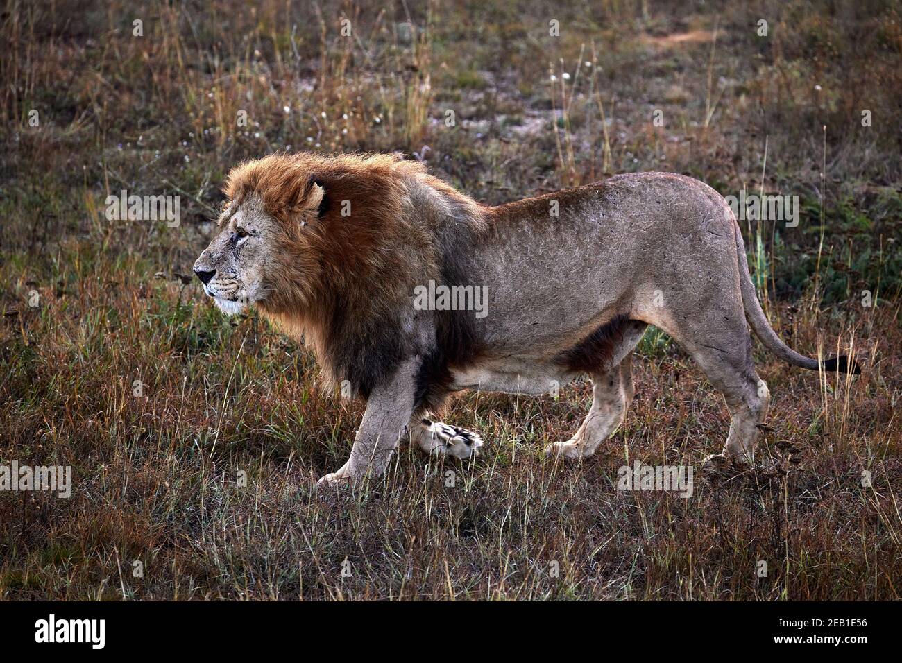 Beautiful lion caesar hi-res stock photography and images - Alamy