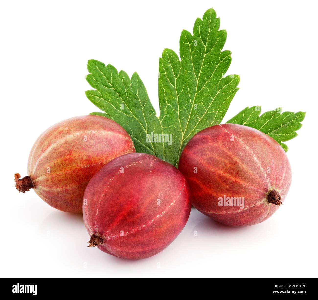 Closeup of three ripe red gooseberry berry with gooseberry leaf ...