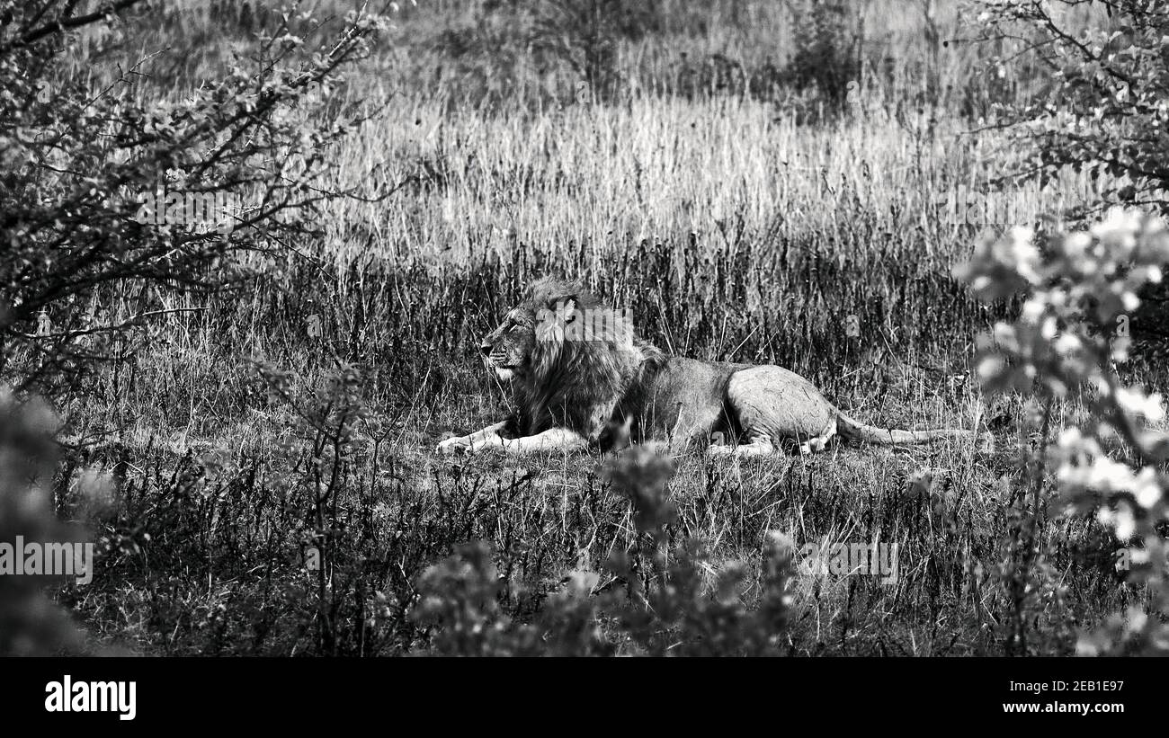 Beautiful lion caesar hi-res stock photography and images - Alamy