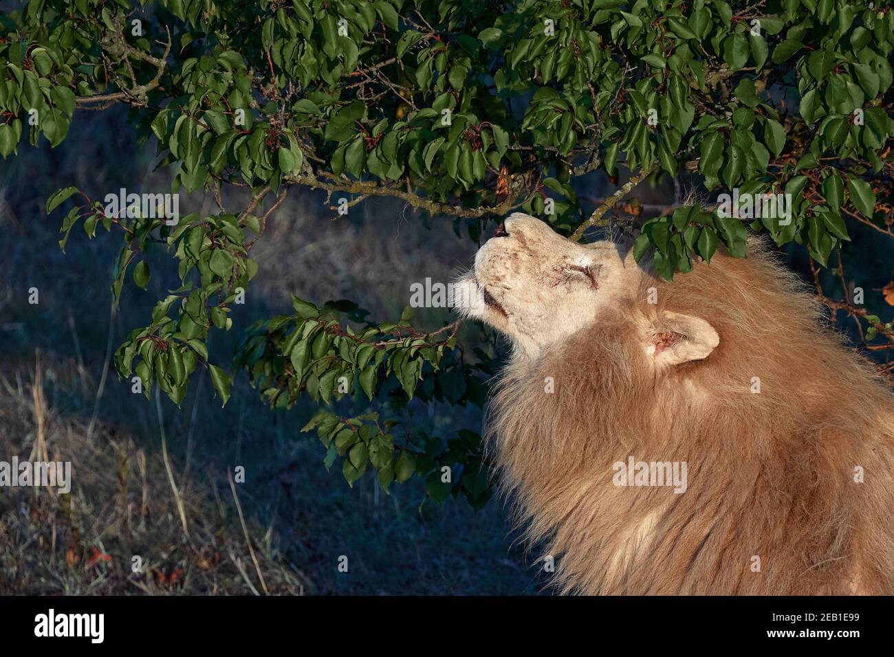 Beautiful Lion Caesar in the savanna. scorched grass. male with battle ...