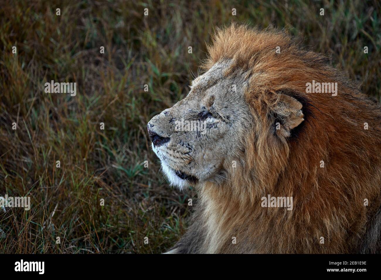 Beautiful Lion Caesar in the savanna. scorched grass. male with battle ...