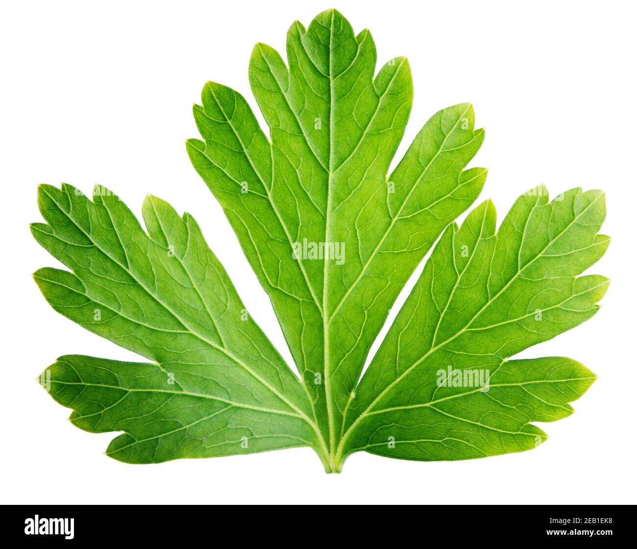 Single parsley herb (coriander) leaf isolated on white background with ...