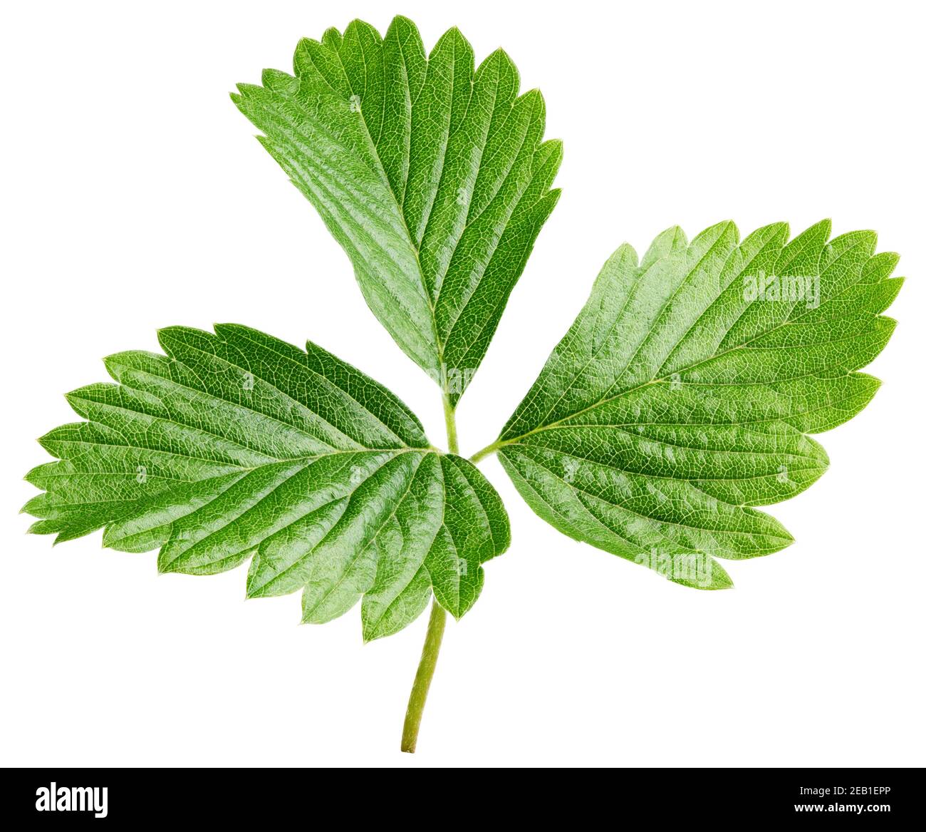 Fresh green strawberry leaf isolated on white background with clipping ...