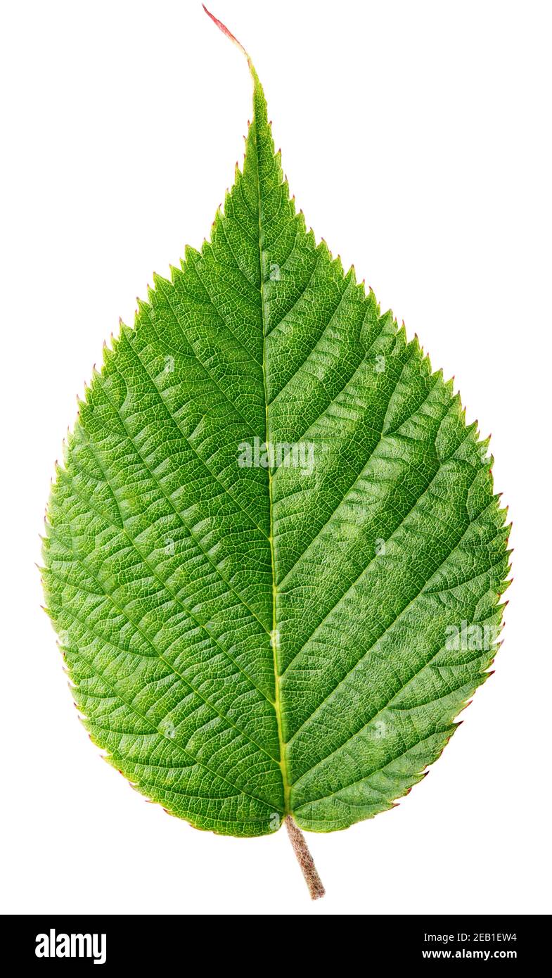 Single green raspberry (dewberry, blackberry, bramble berry) leaf ...