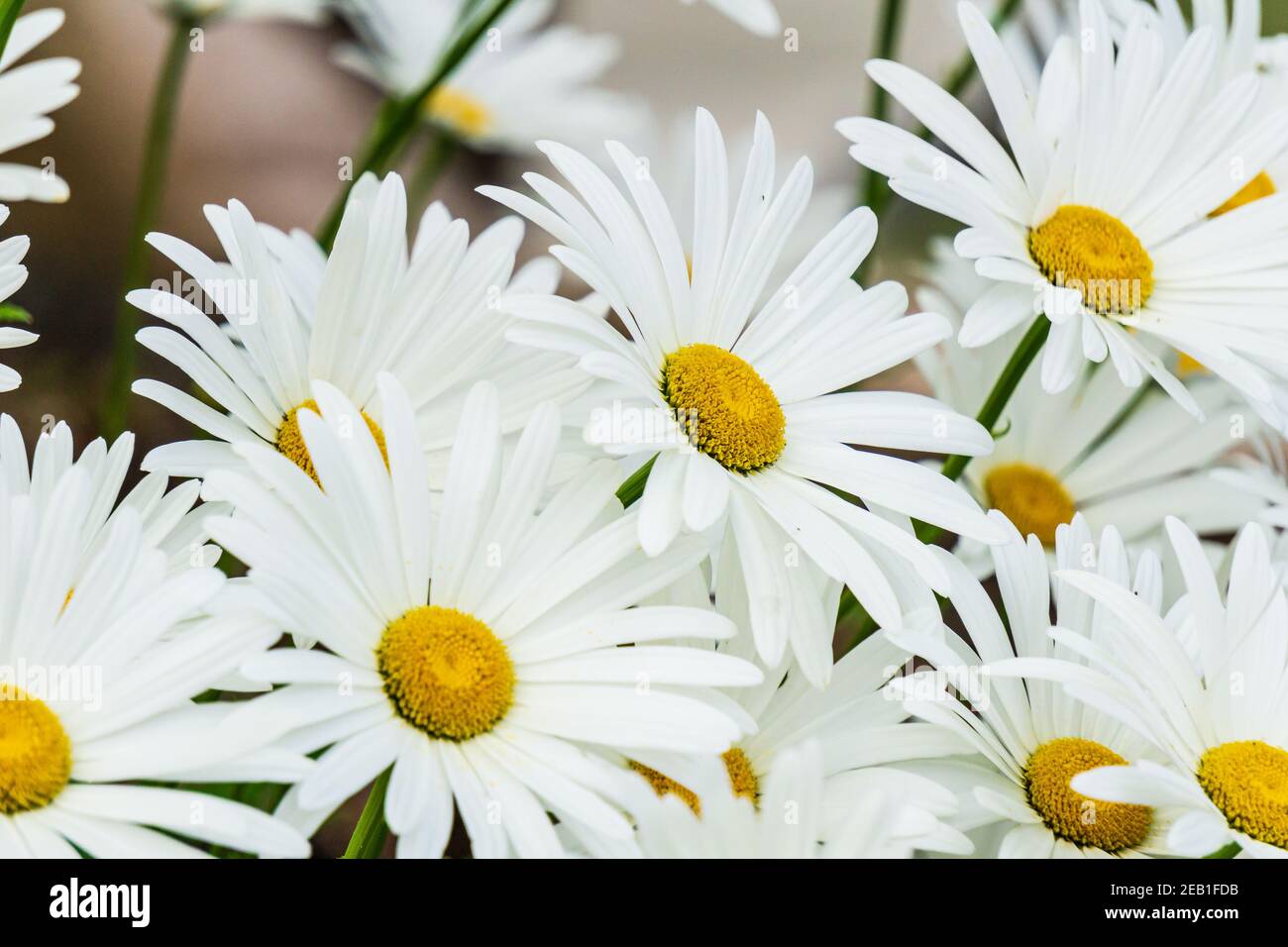 Macro of white mayweed flower over blurred green grbackground Stock ...