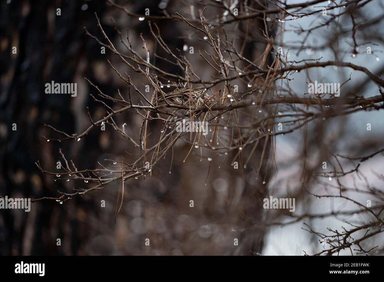 Rain drops falling from fir hi-res stock photography and images - Alamy