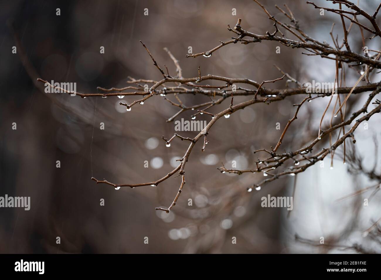 Rain drops falling from fir hi-res stock photography and images - Alamy