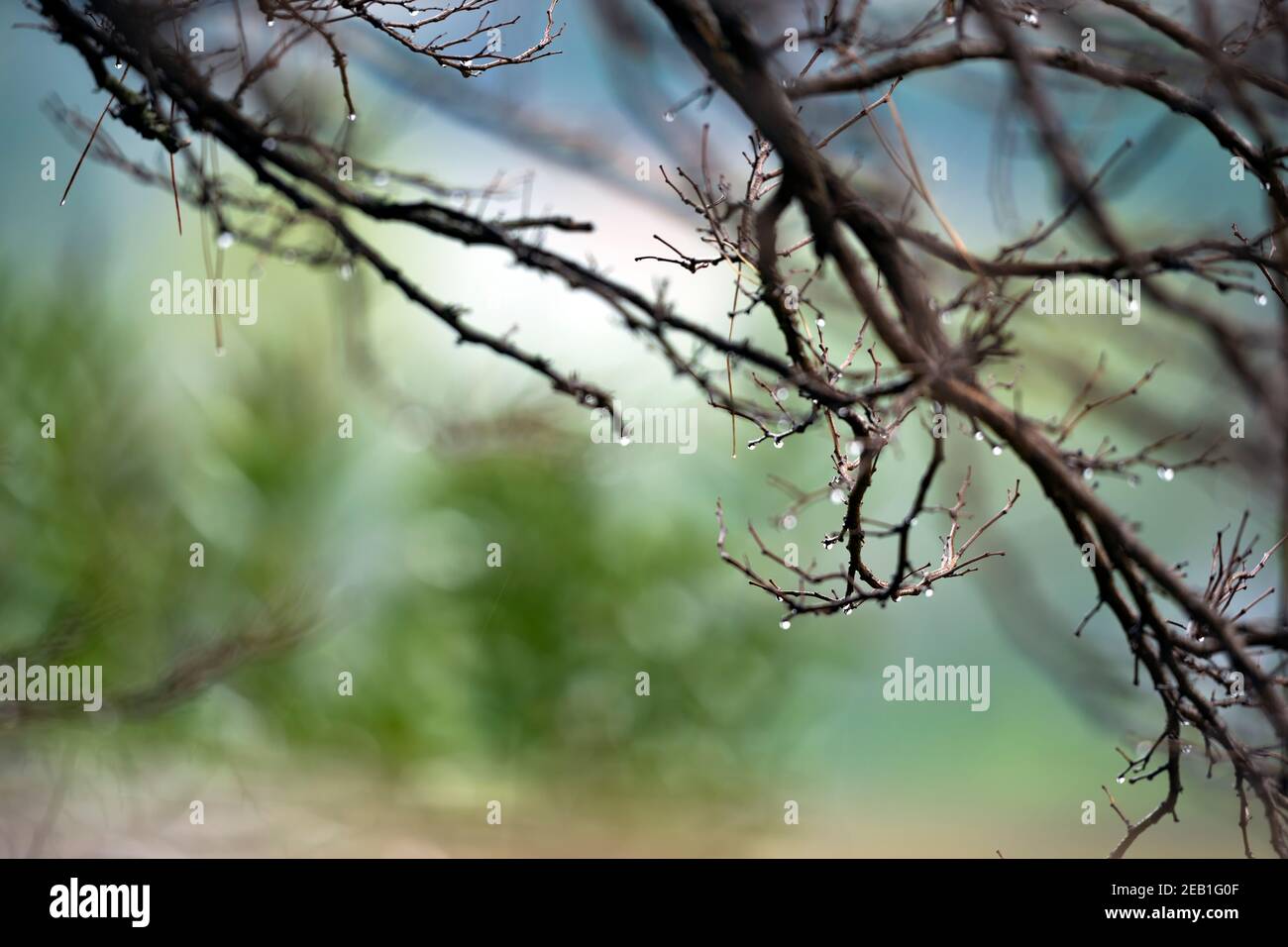 Rain drops falling from fir hi-res stock photography and images - Alamy