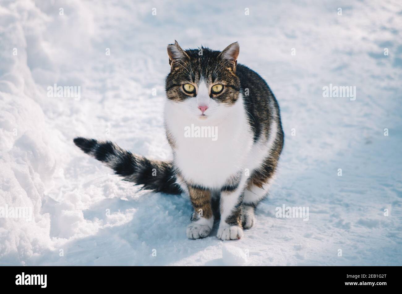 Deep stare hi-res stock photography and images - Alamy