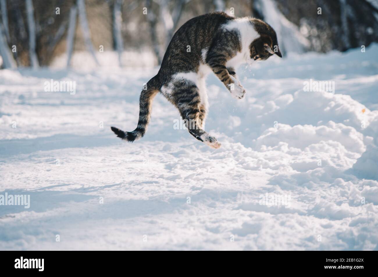 Motion cute white cat sitting hi-res stock photography and images - Alamy