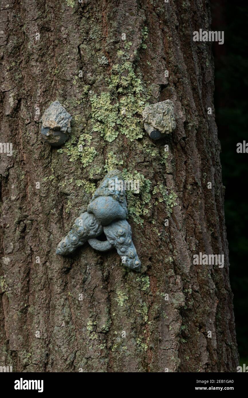 Tree trunk eyes nose mouth hi-res stock photography and images - Alamy