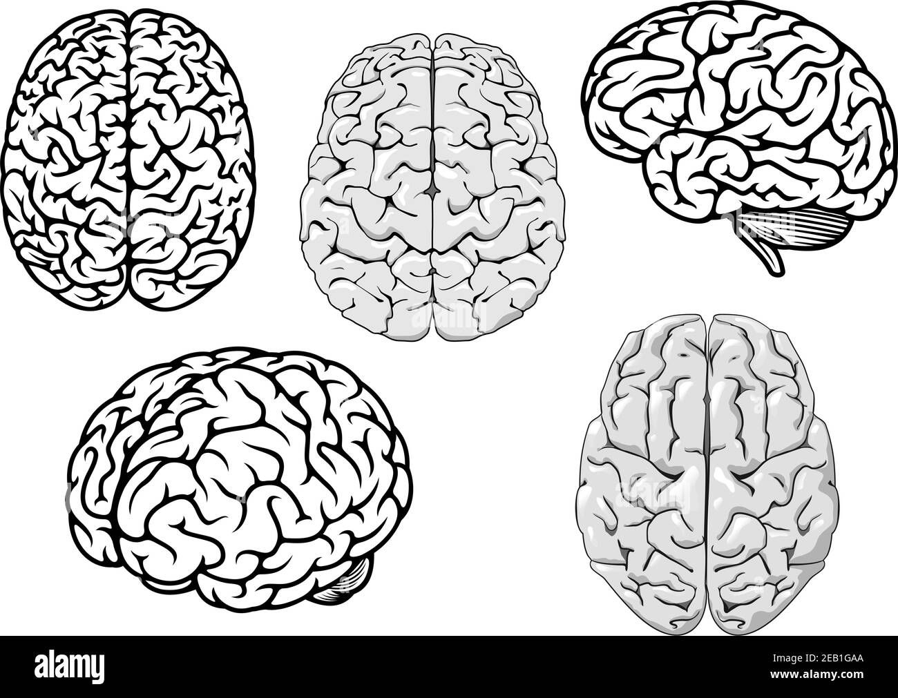 Black and white human brains showing different orientations for a ...