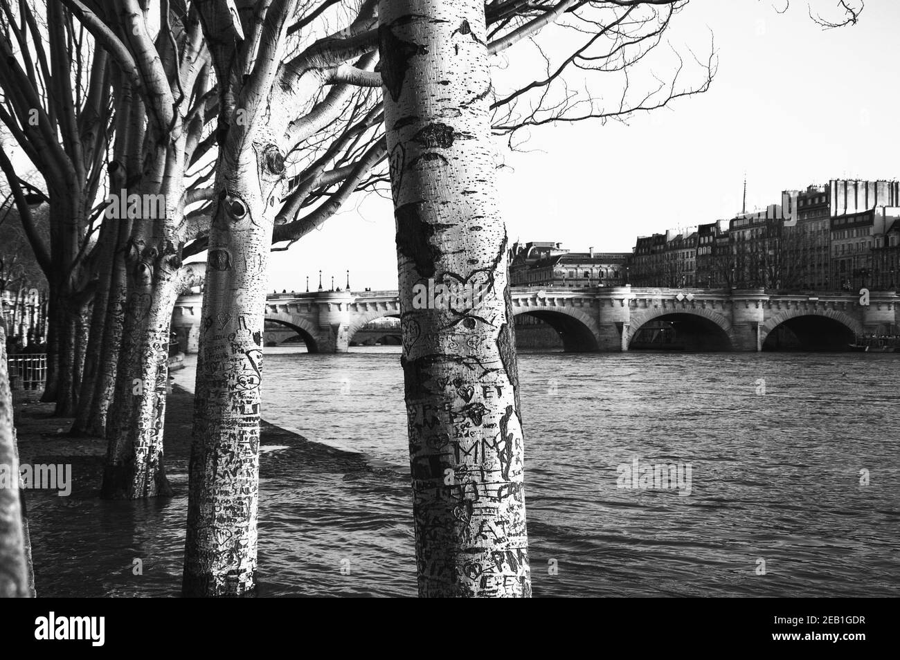 Paris, France. Plane trees row in high water of Seine river in winter ...