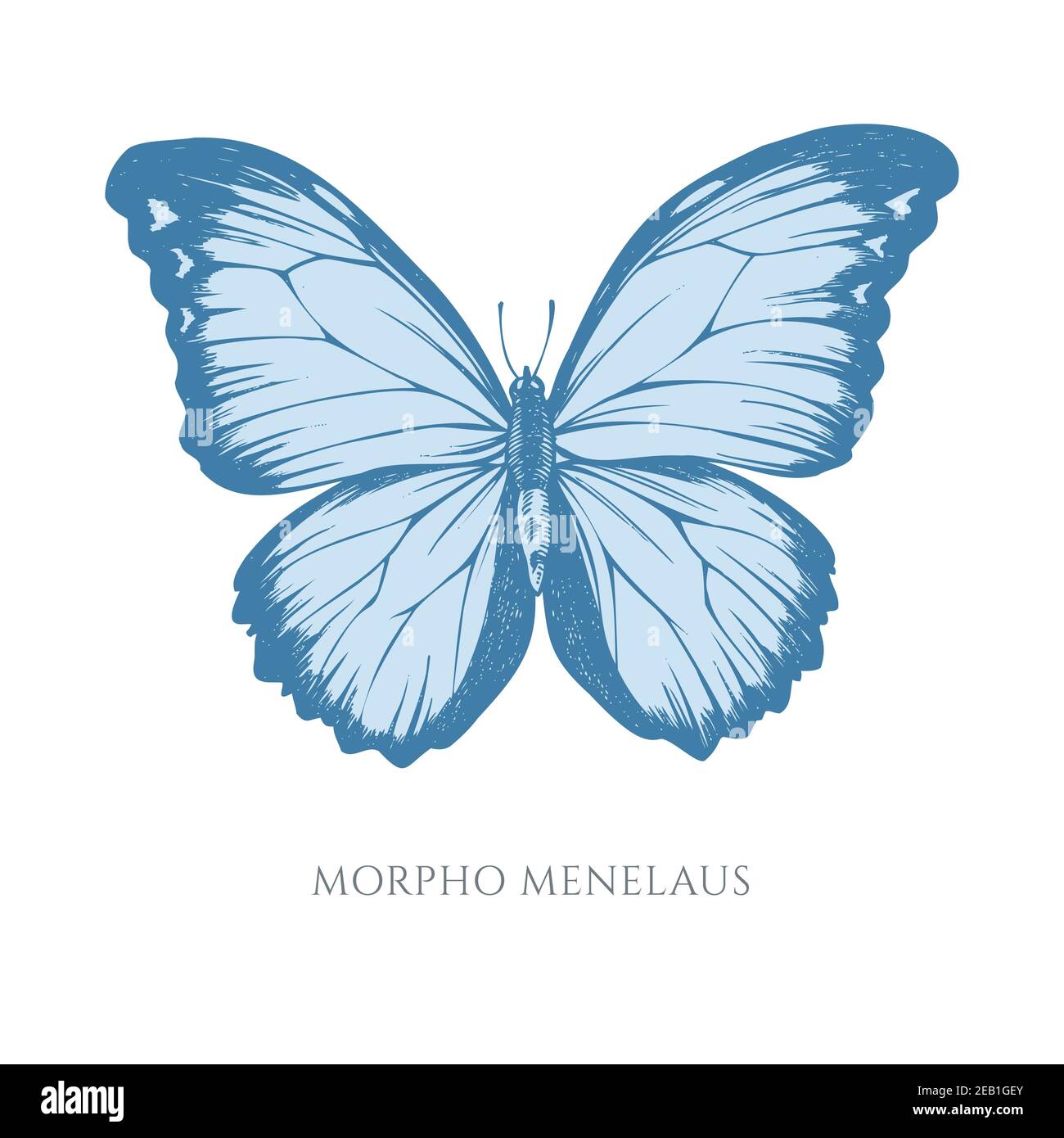 Blue morpho butterflies Stock Vector Images - Alamy