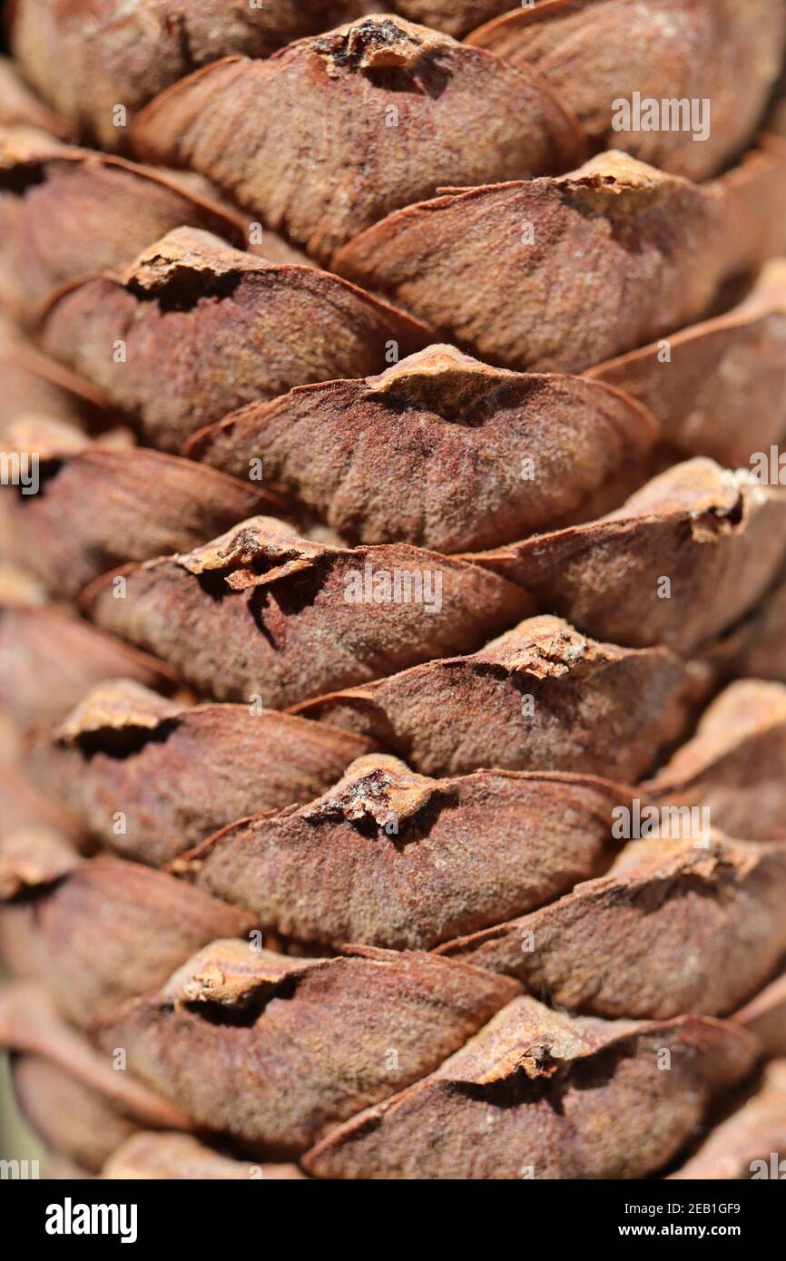Cone texture hi-res stock photography and images - Alamy