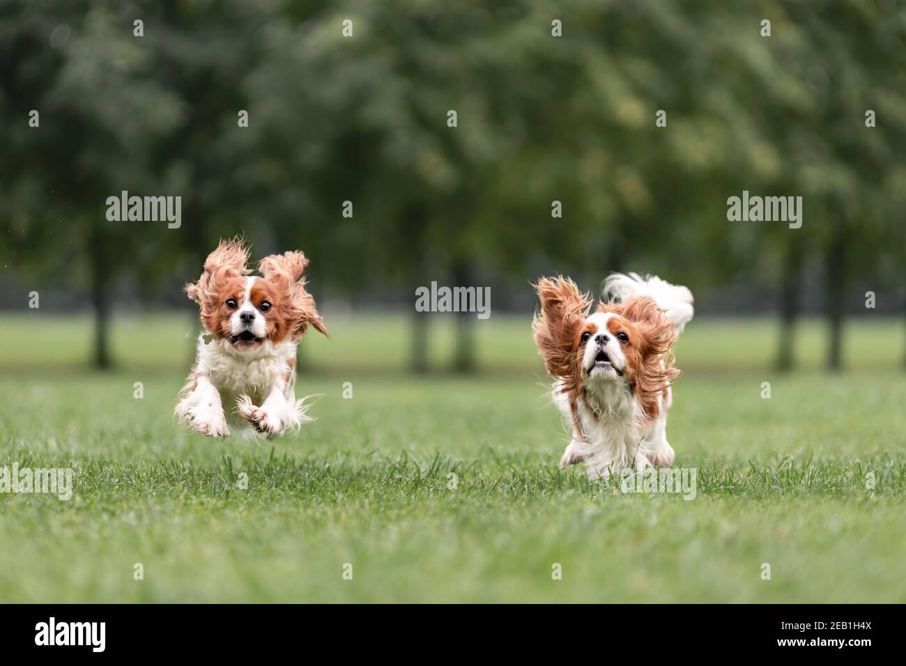 Two young cavalier king charles spaniel dogs are running and jumping ...