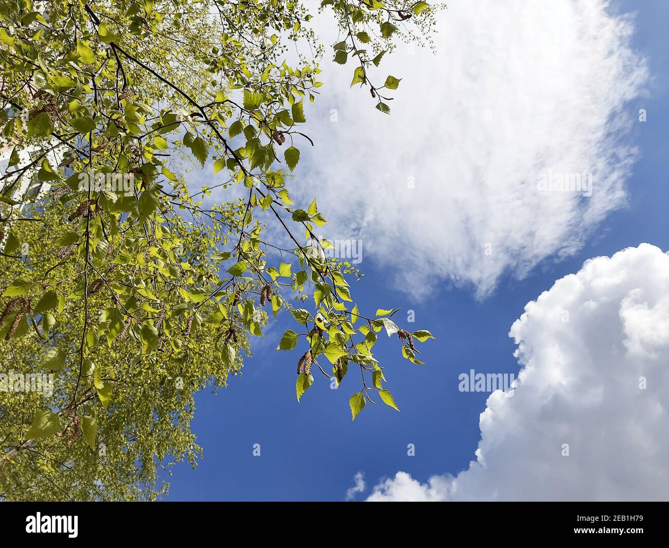 frame of Beautiful trees on sky background.Looking up top trees the ...