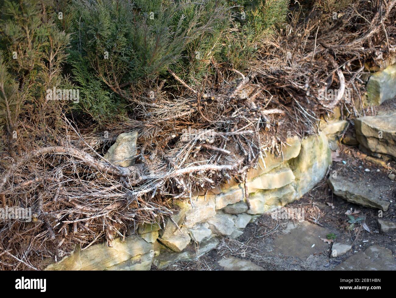 Old broken stone stairs with the tree roots Stock Photo - Alamy