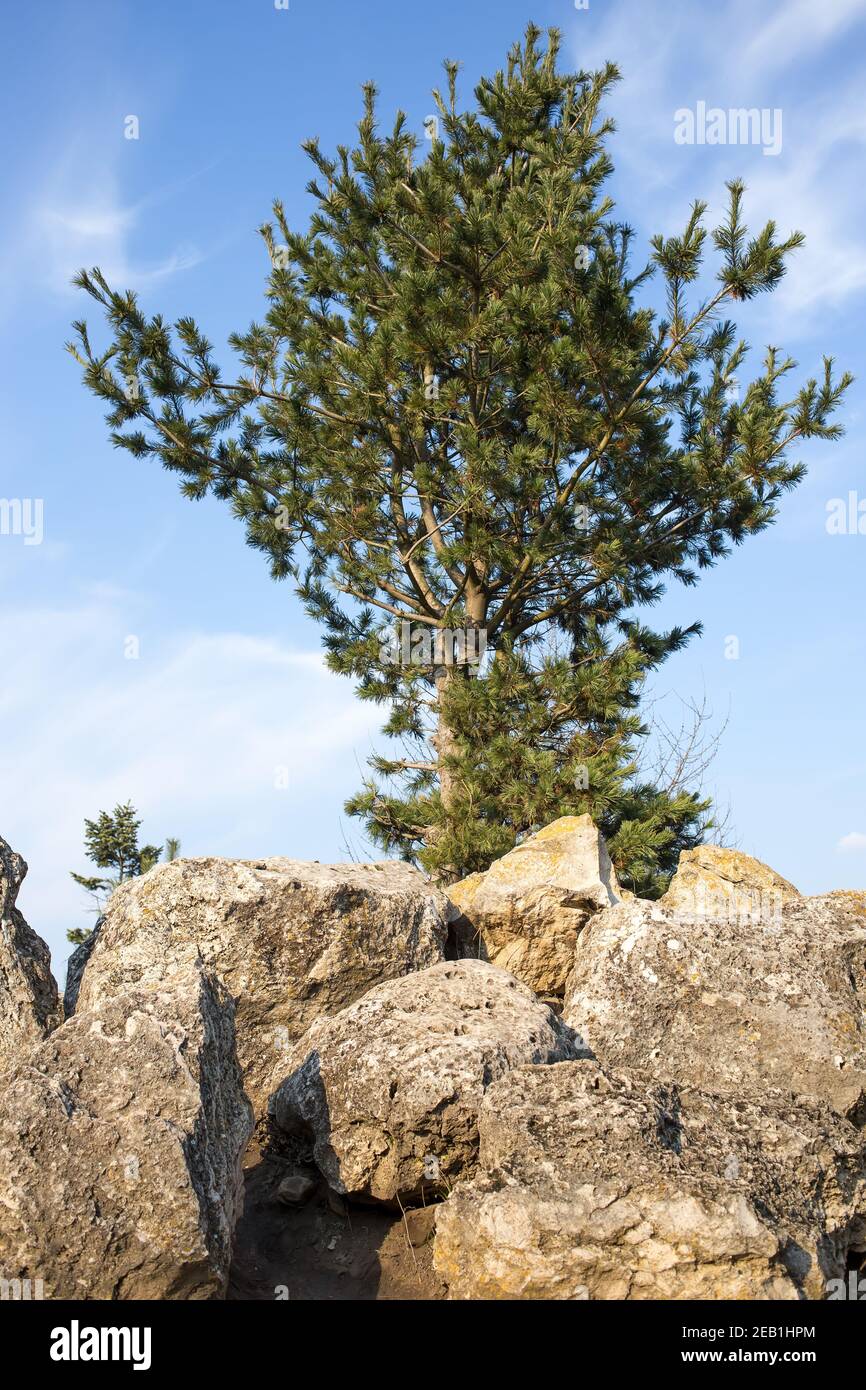 Tall spruce hi-res stock photography and images - Alamy