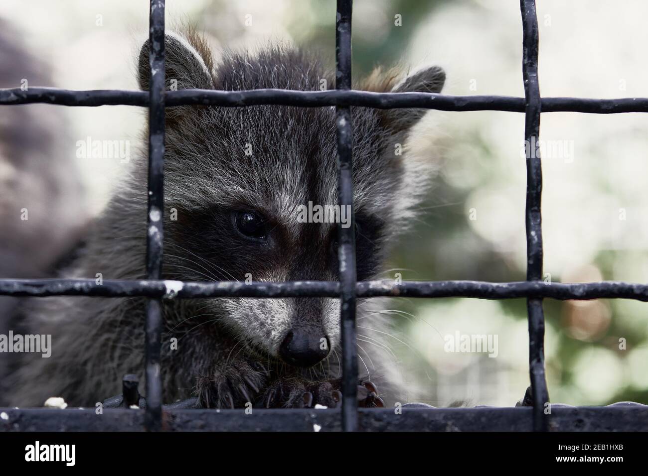 Raccoon cubs. Funny little raccoons in a cage, animals play and ask for ...