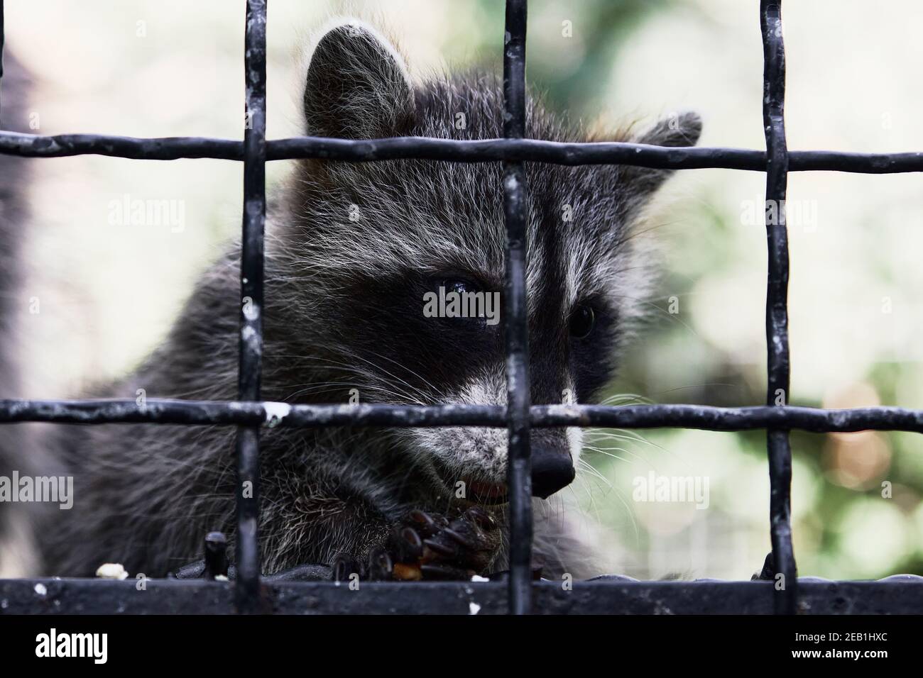 Raccoon cubs. Funny little raccoons in a cage, animals play and ask for ...