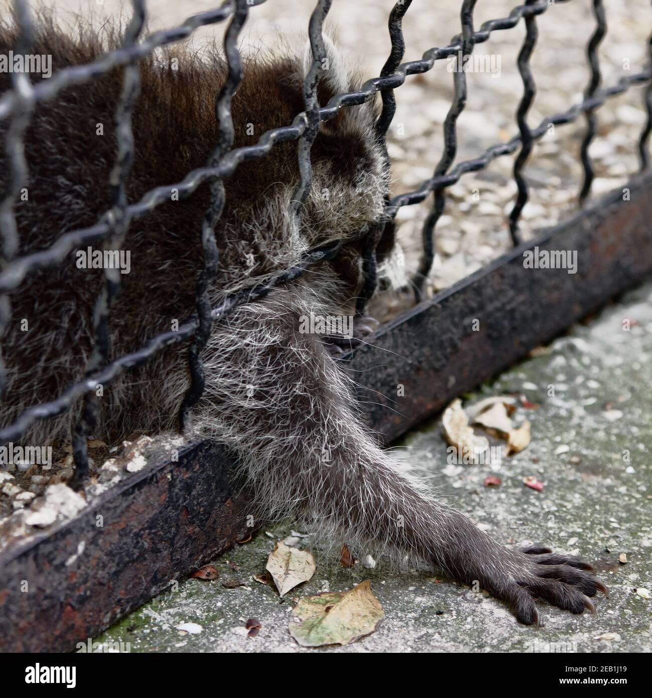 Raccoon cubs. Funny little raccoons in a cage, animals play and ask for ...