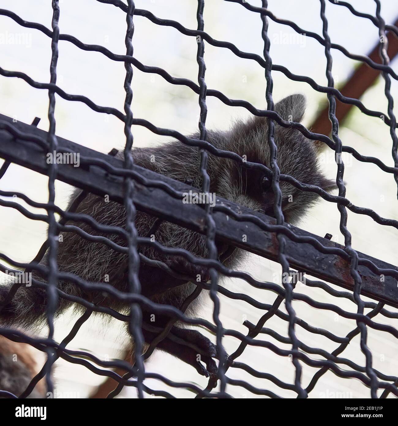 Raccoon cubs. Funny little raccoons in a cage, animals play and ask for ...