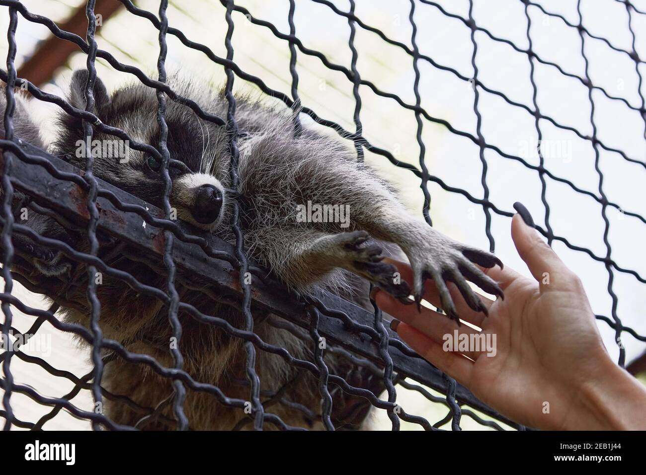 Raccoon cubs. Funny little raccoons in a cage, animals play and ask for ...