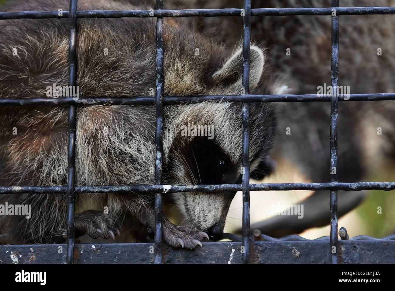Raccoon cubs. Funny little raccoons in a cage, animals play and ask for ...