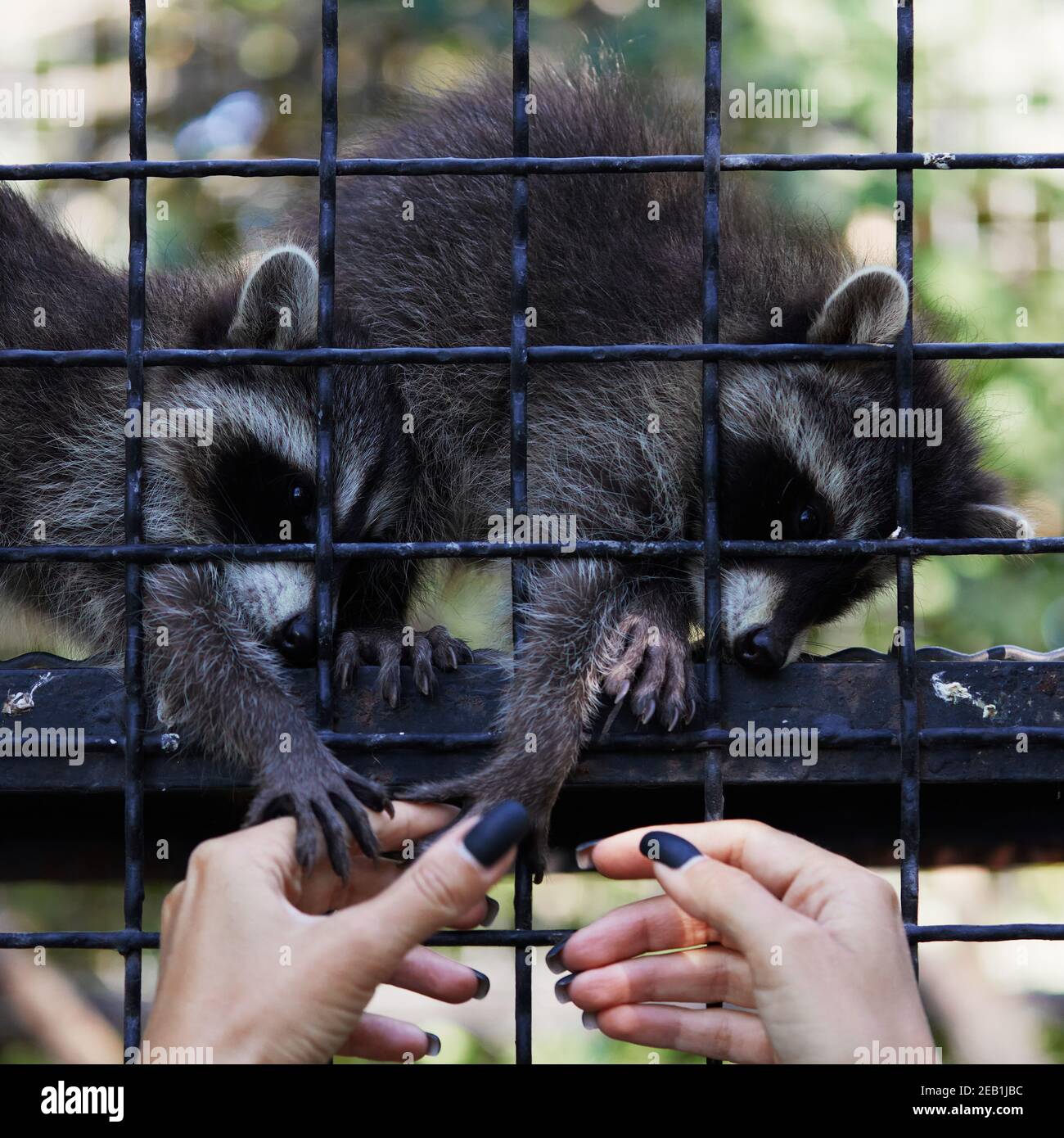Raccoon cubs. Funny little raccoons in a cage, animals play and ask for ...