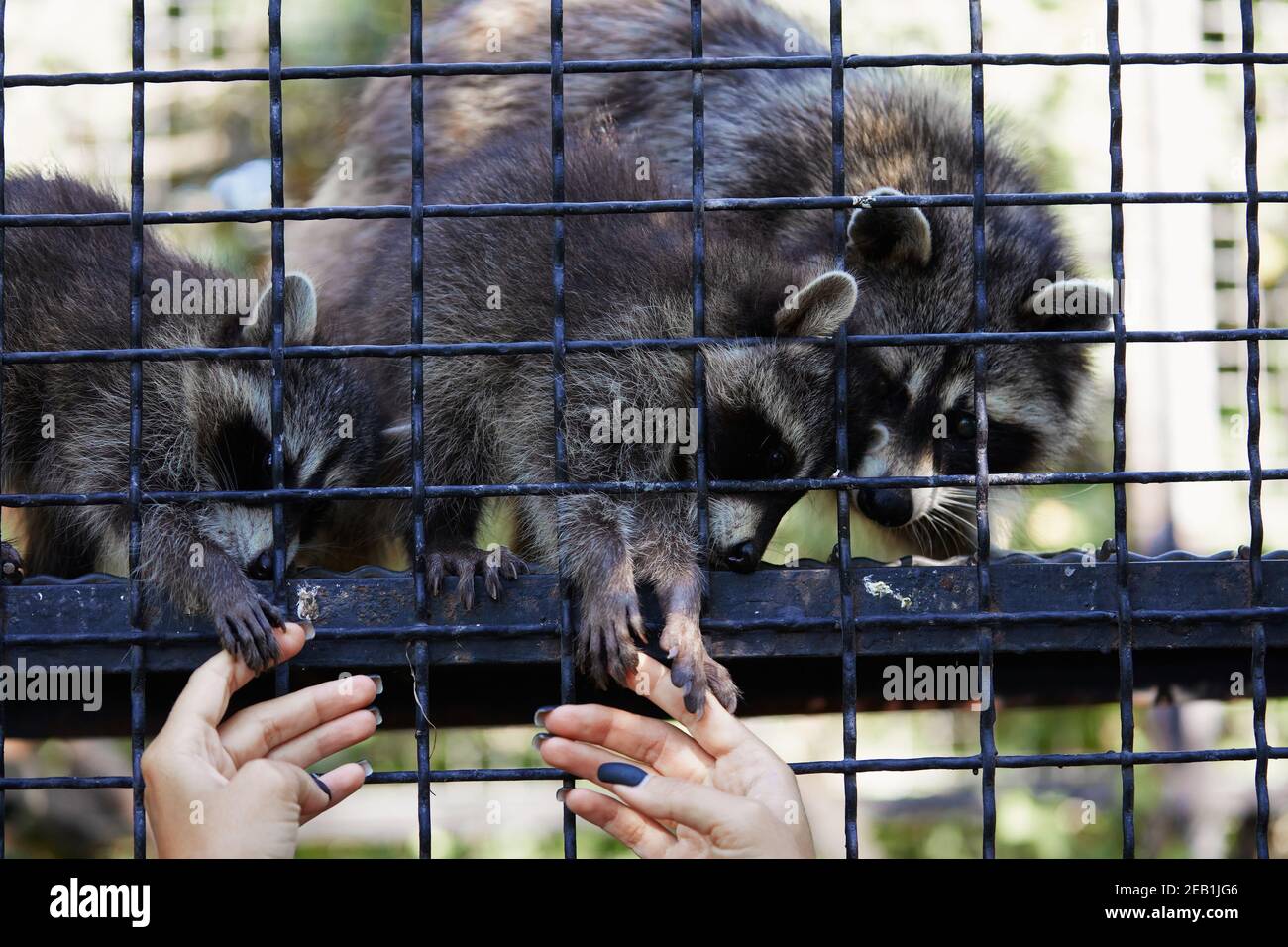 Raccoon cubs. Funny little raccoons in a cage, animals play and ask for ...