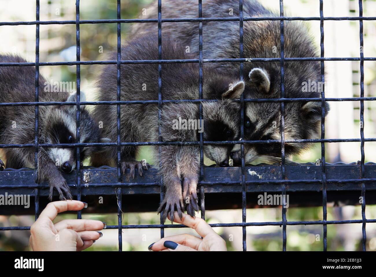 Raccoon cubs. Funny little raccoons in a cage, animals play and ask for ...