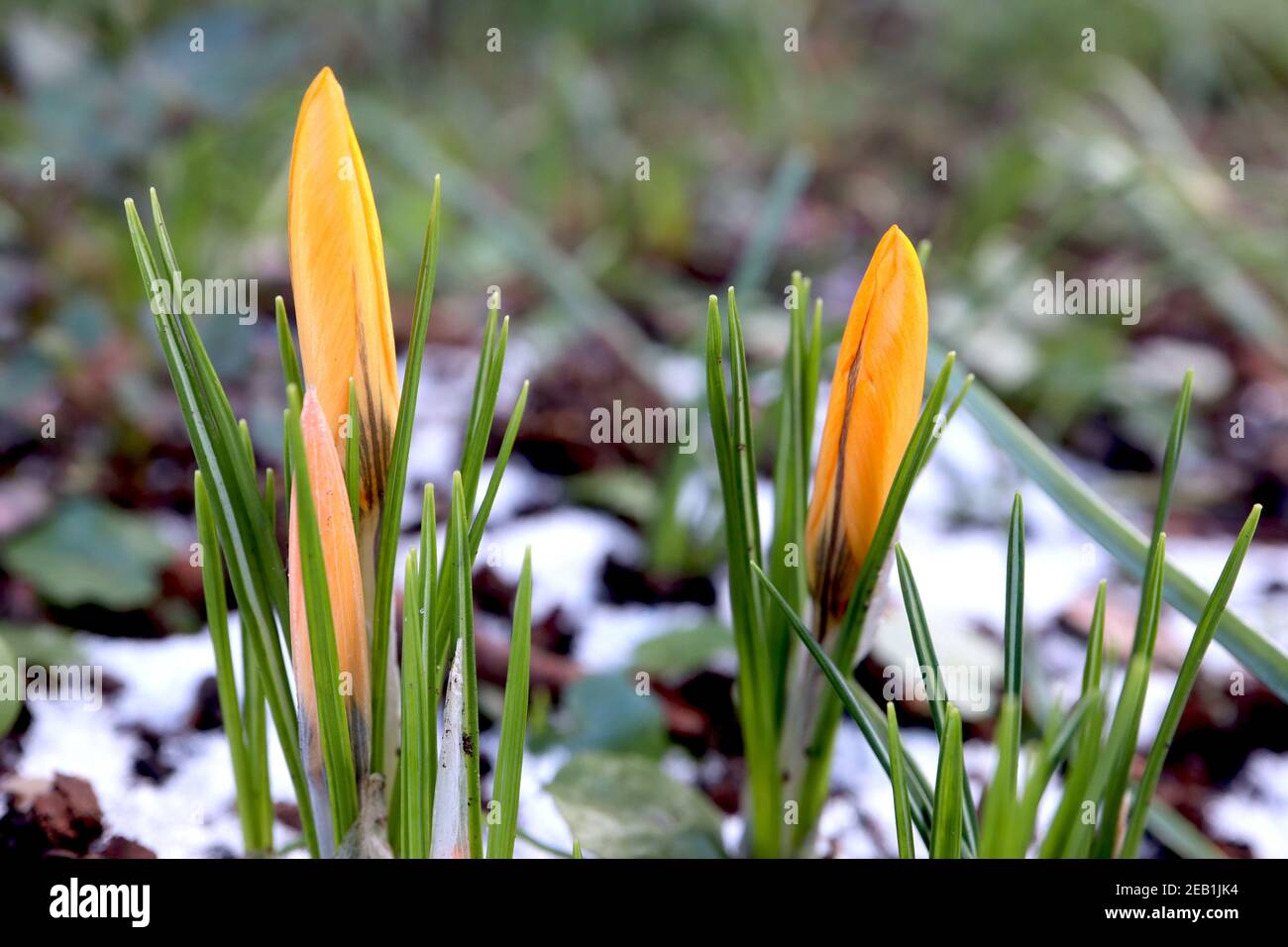 Budding flowers hi-res stock photography and images - Alamy